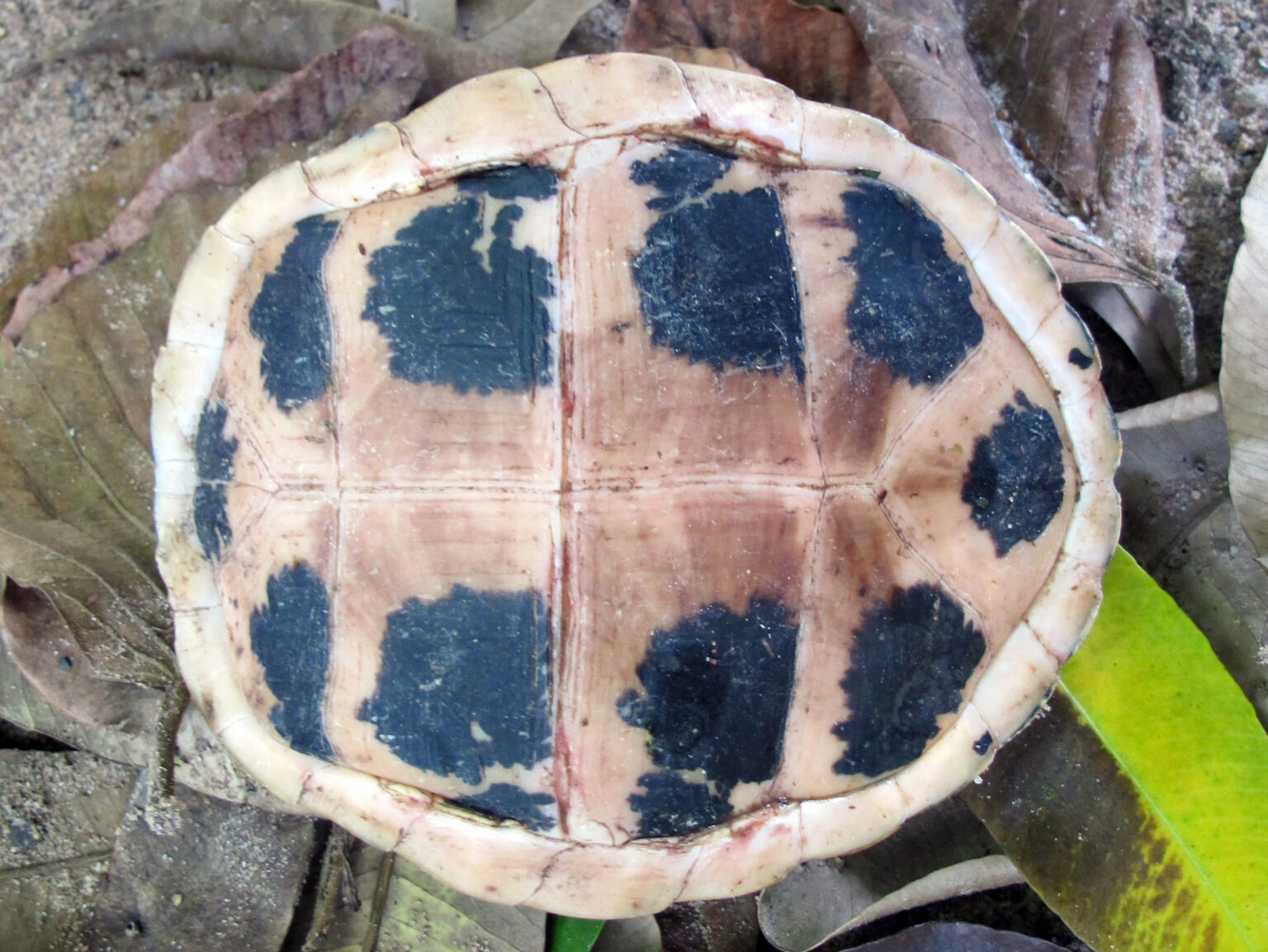 Cuora picturata – DANH LỤC ĐỎ VIỆT NAM